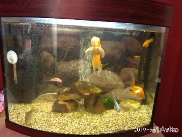 Панорамный аквариум на 100 литров с дополнением