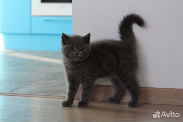 Кот британец