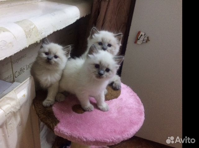 Котята с картинки