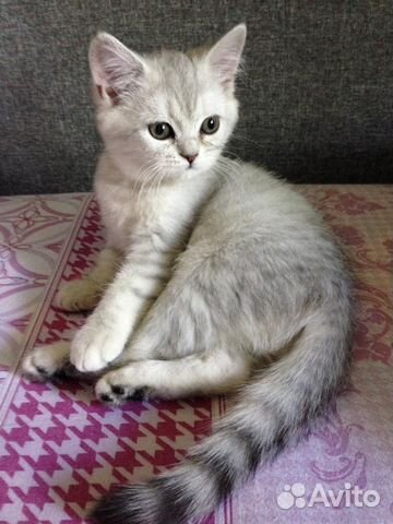 Котята британские