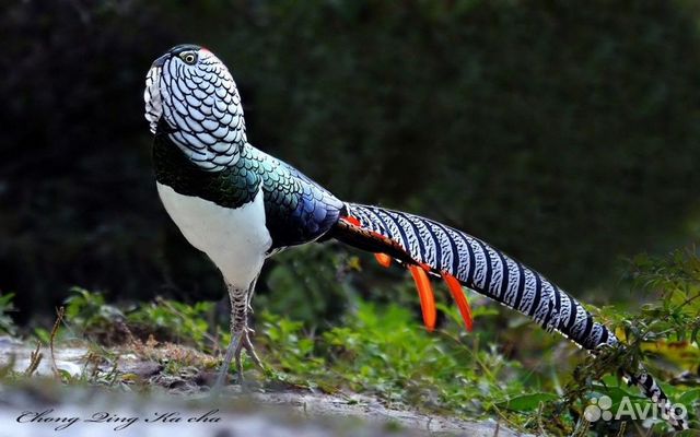 Непальский, алмазный, золотой, фазаны свайно