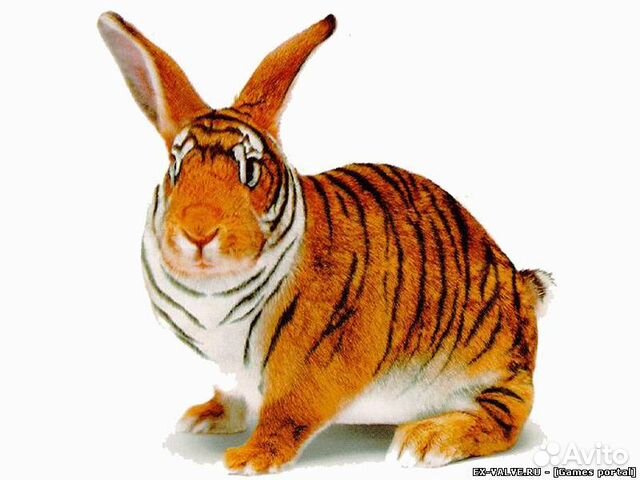 Оксидорас Нигер