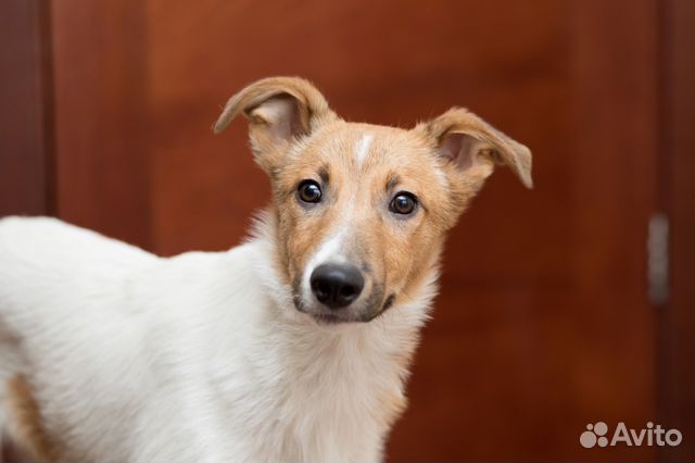 Нежный и милый щенок Стёпа в дар