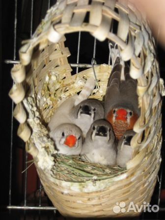 Зебровые амадины