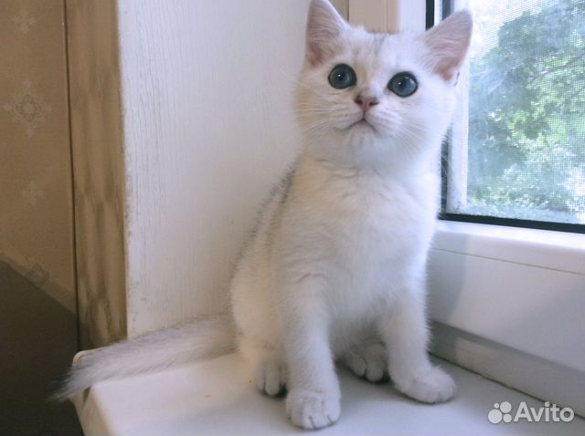 Британский котенок Серебристый Тикированный