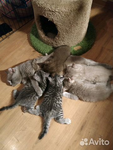 Британские котята
