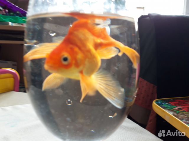 Рыбы в добрые руки