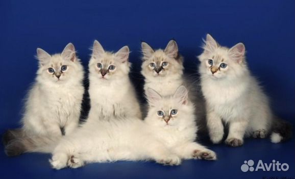 Котята с полным пакетом документов и родословной