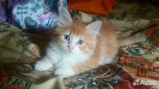 Рыжий озорник