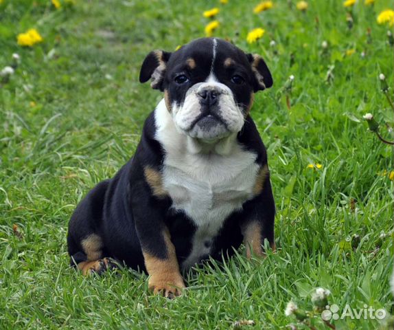 Очаровательная бульдожка чёрный триколор