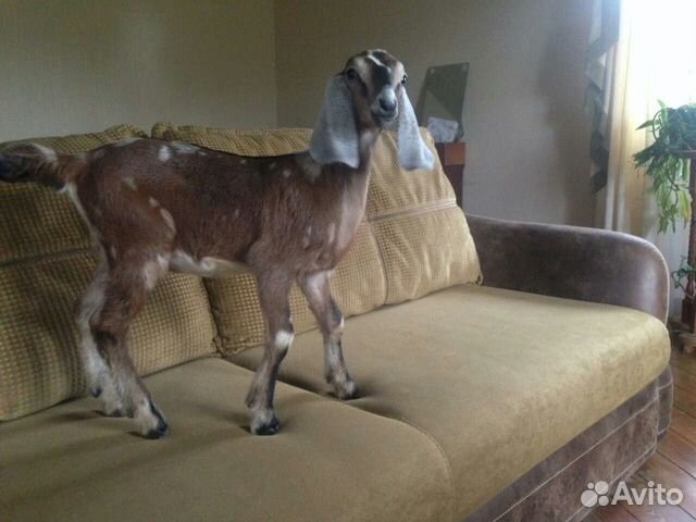 Англо-Нубийские козочки