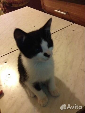 Отдам котенка в хорошие руки