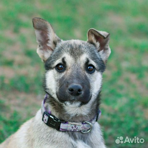 Щенок, девочка, в дар