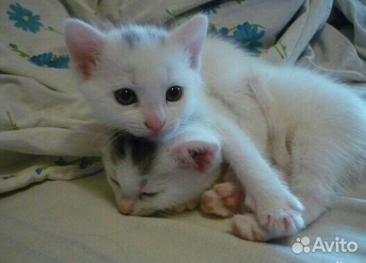 Кошечки возраст 1 мес и 2 недели