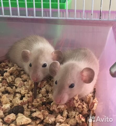 Крысята сиамские (сиамы) дамбо