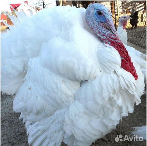 Индюшата Hybrid Converter, Бронза и др