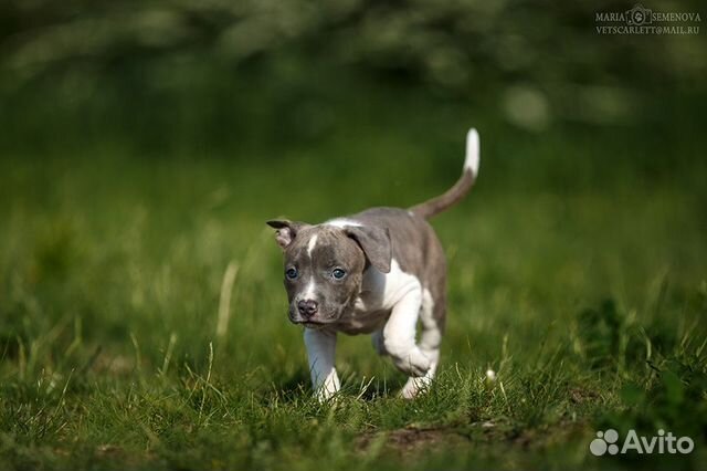 Девочки амстаффики