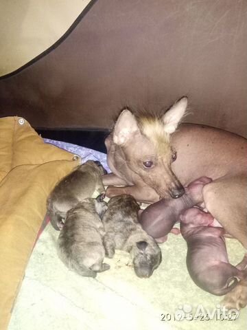 Ксолоитцкуинтли пух