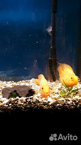 Рыба-попугай (пара)