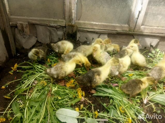 Продам гусят двухнедельных