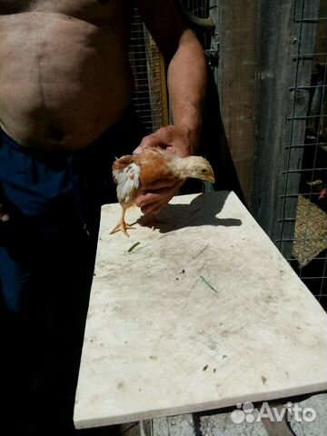 Цыплята несушки