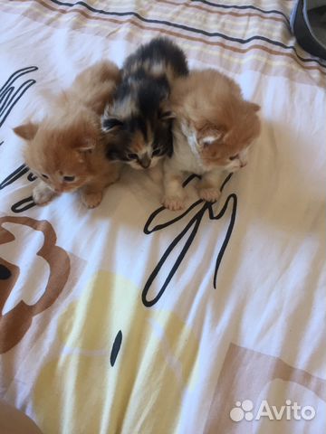 Нужно пристроить маленьких пушистиков:2 мальчика и