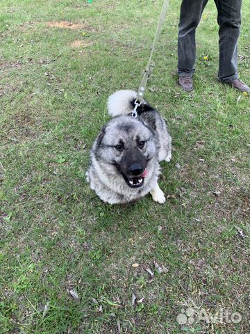 Норвежская лосиная лайка