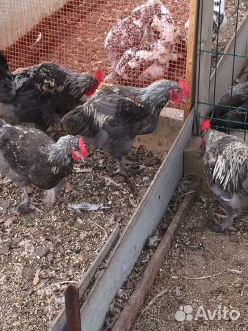 Петухи Маран серебро, Фавероль, Араукан, Пушкински