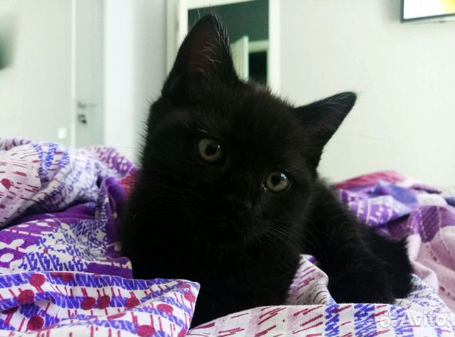 Шотландские котята