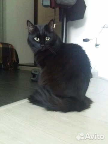 Кот в добрые руки