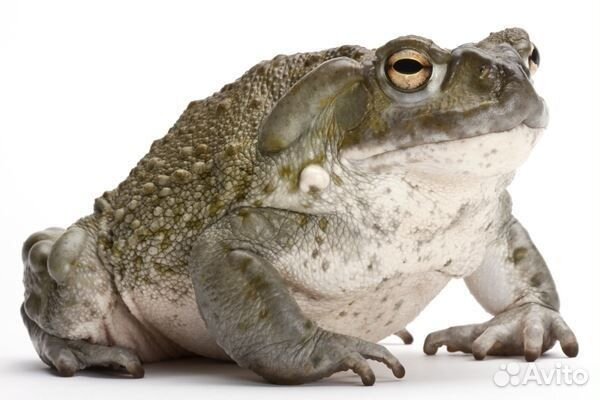 Жабы Bufo alvarius