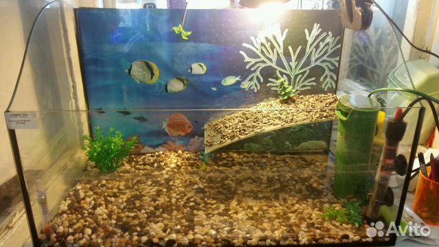 Аквариум для черепашки