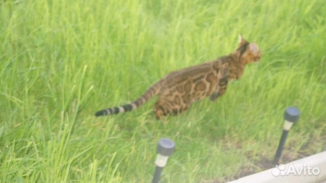 Бенгальская девочка в разведение