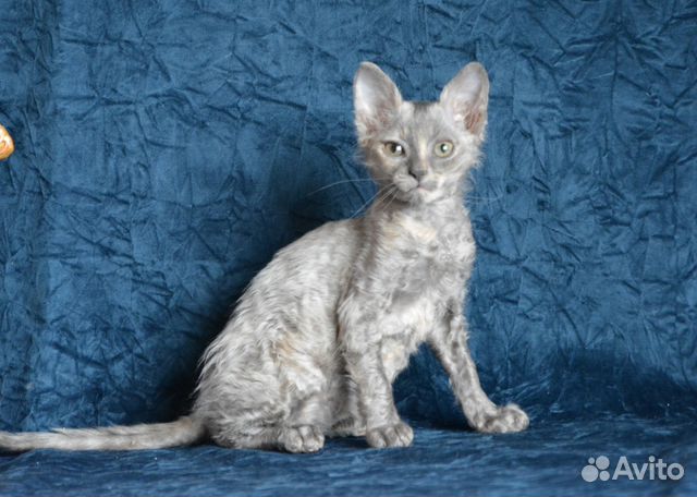 Милава ласкучая и мурчащая