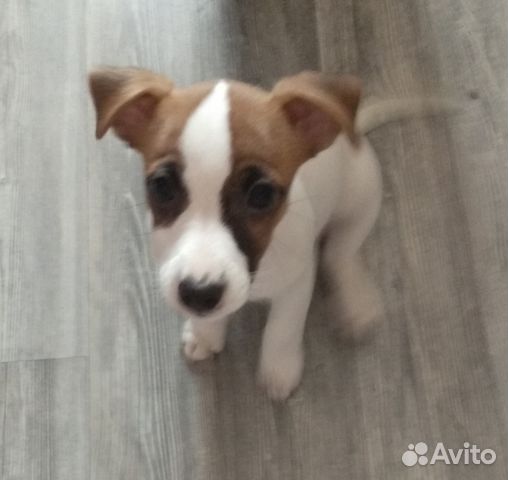 Продам щенка Джек Рассел