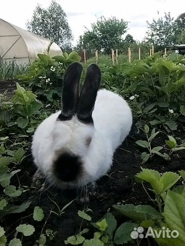 Калифорнийский кролик
