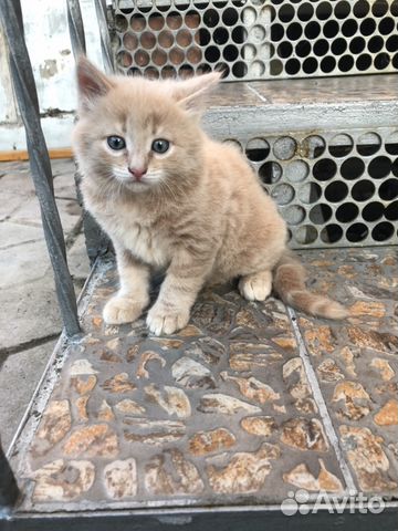 Котята в добрые ручки