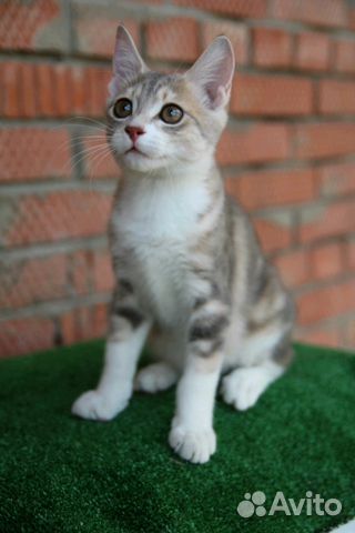 Уникальный кот курильского бобтейла