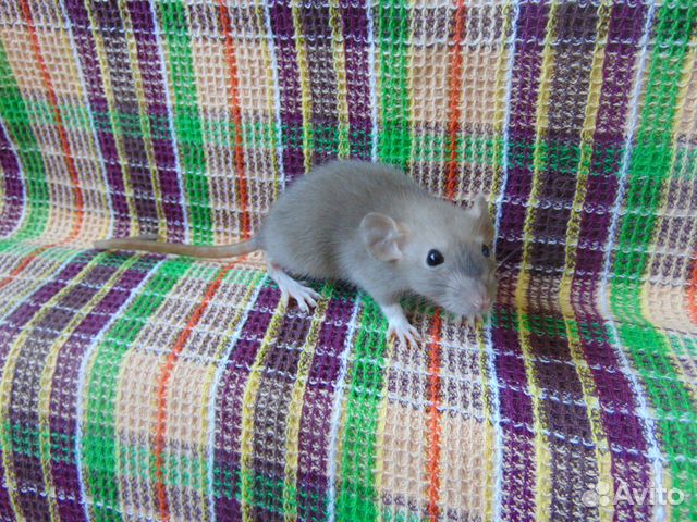 Крысы, крысята дамбо, клетки