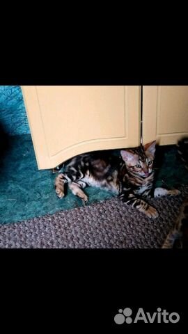 Бенгальская