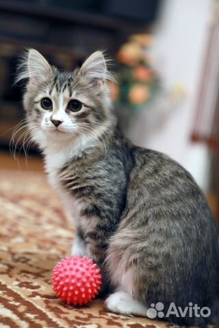 Кошка молодая сибирская дворовая