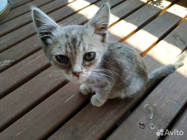 Котенок