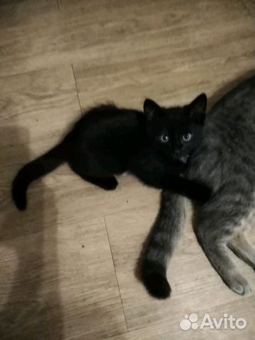 Котёнок от полубританочки