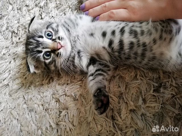 Вислоухий полукровка мальчик