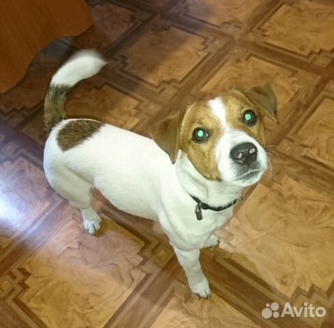 Щенок Джек Рассел терьер