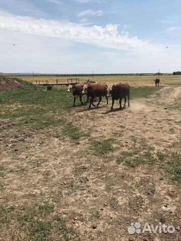 Продаются быки