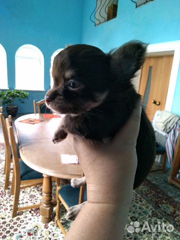 Шоколадный мини чихуахуа