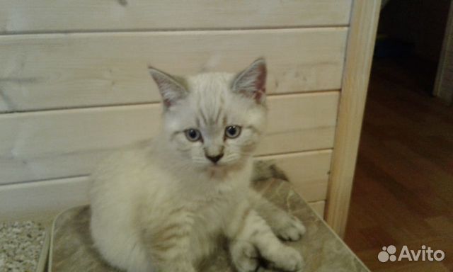 Котята шотландской породы