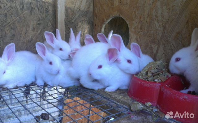 Продаю кроликов - Белый паннон. Любые возраста