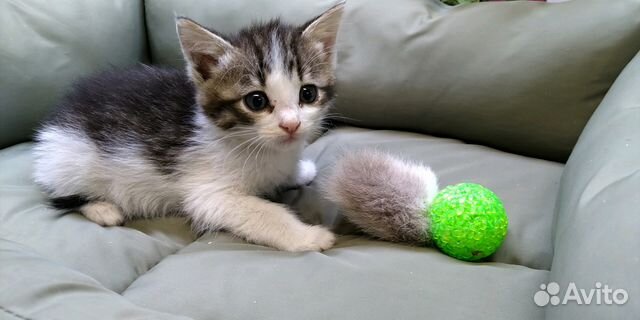 Шкода котенок девочка 2 месяца